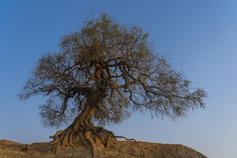 Drought Tree on the Top of Hill Isolated on the Clear Blue Sky in the ...