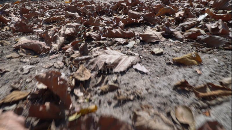 Drought in Tropical , Dry Leaves on Ground Stock Footage - Video of ...