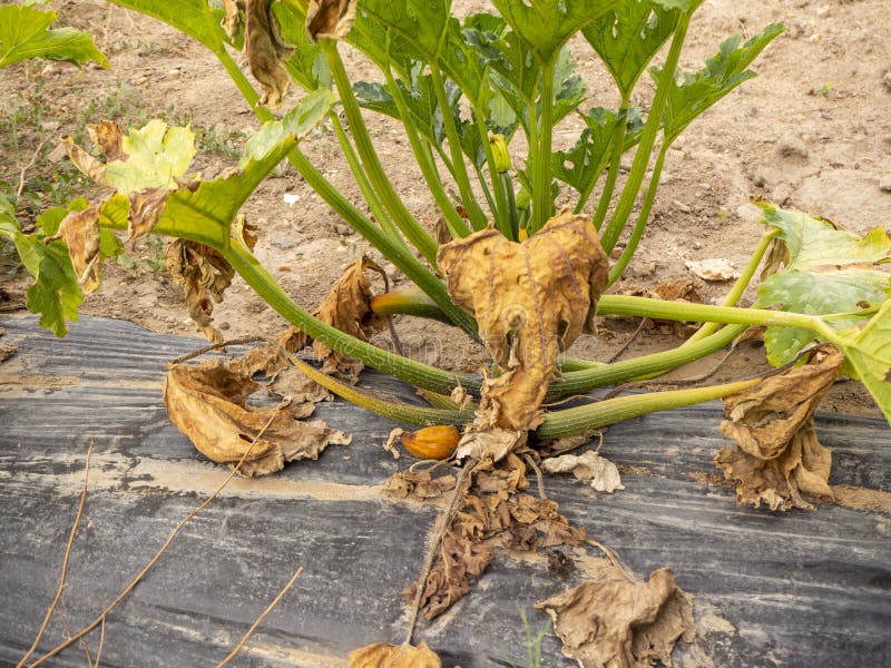 Drought Vegetable Dry Field Land Cabbage Leaf Green Cole Crop White ...