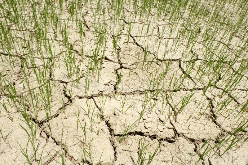 Drought Water, Rice Seeding in Cracked Soil. Stock Photo - Image of ...