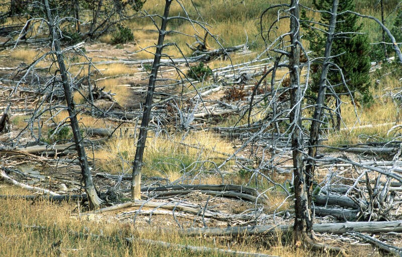 Drought, Dried Up Trees in the Forest Stock Image - Image of outdoor ...