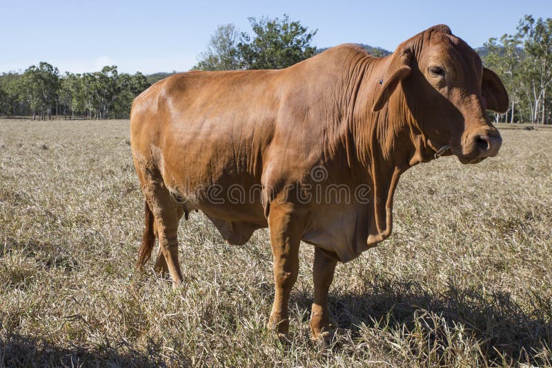 Droughtmaster Stud Cows Stock Photos - Free & Royalty-Free Stock Photos ...