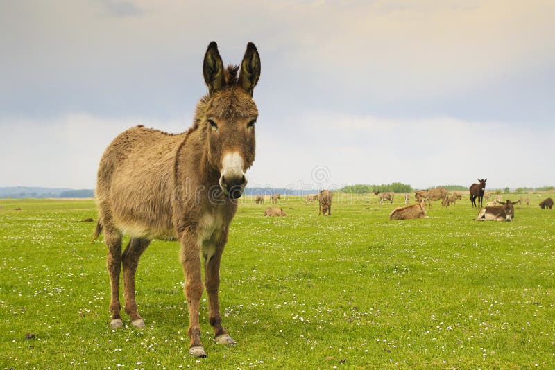 Drove of donkeys stock photo. Image of playing, domestic - 74491120