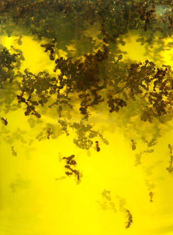 Drown Ants in Yellow Liquid Stock Photo - Image of dead, insect: 71368016