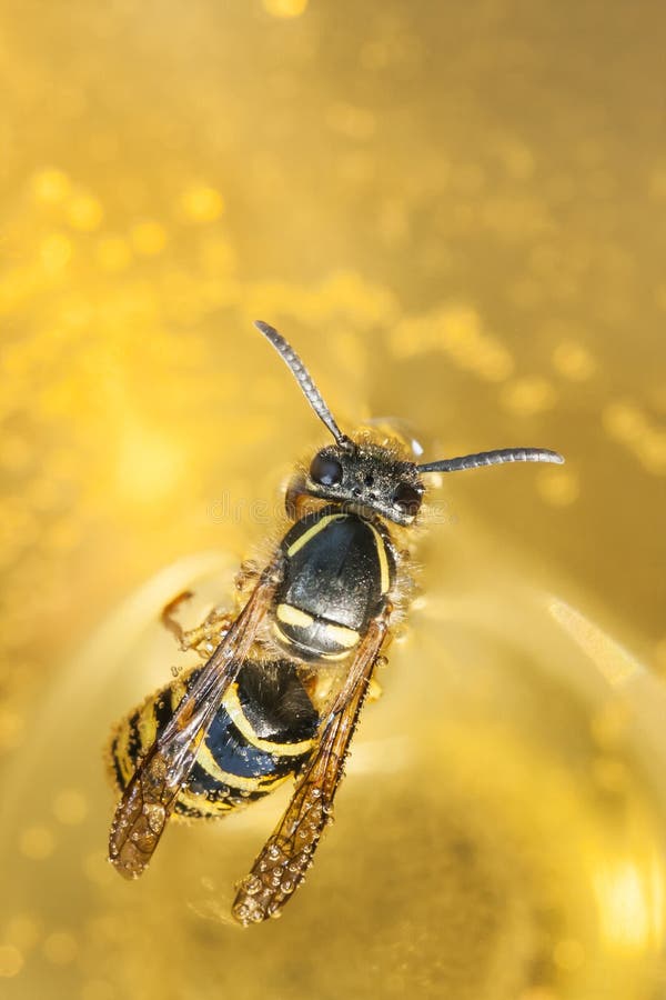 Drown wasp in a wine stock photo. Image of wine, closeup - 31663502