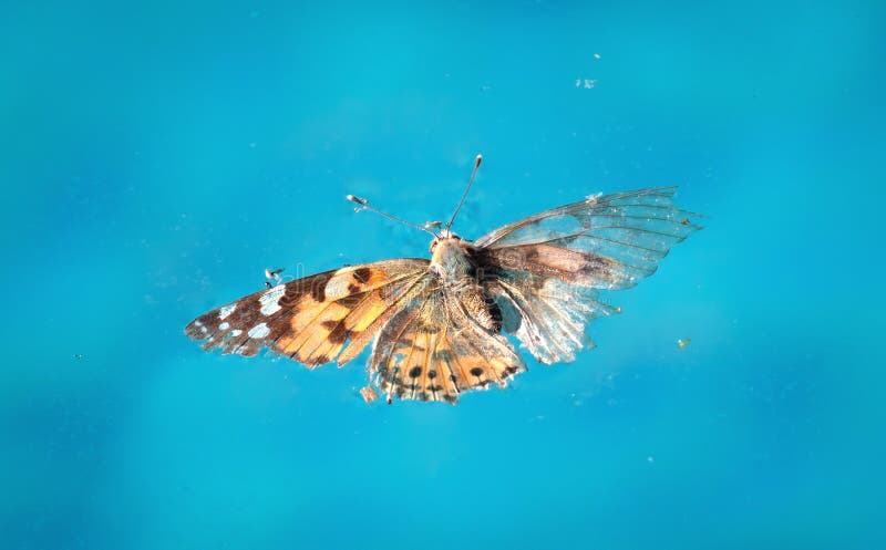 Drowned Butterfly in a Swimming Pool Stock Image - Image of butterfly ...