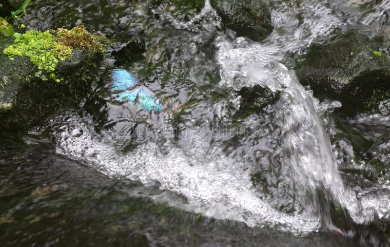 Drowned Butterfly in a Small Waterfall Stock Photo - Image of animal ...