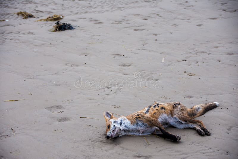 Drowned fox stock photo. Image of coastal, landscape - 86126530