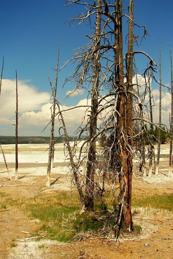 Drowned Tree stock photo. Image of yellowstone, tree, stream - 3027660