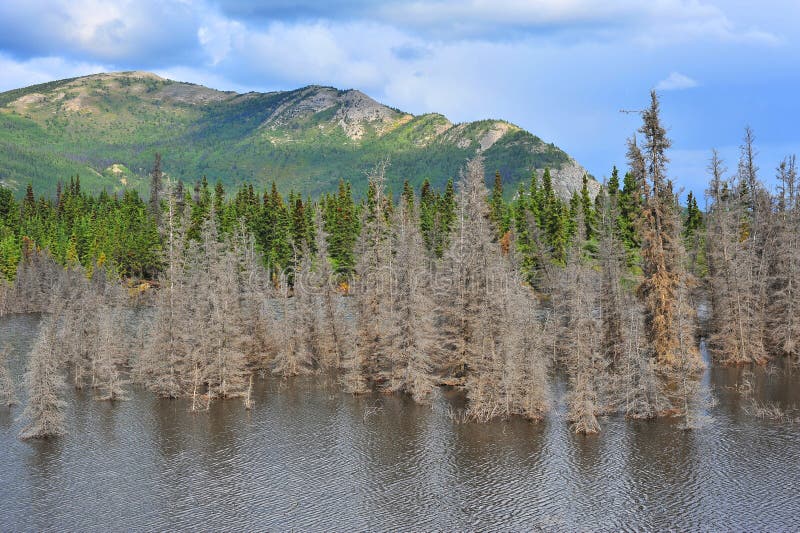 Trees Drowned in Lake Water Stock Image - Image of barren, branches ...