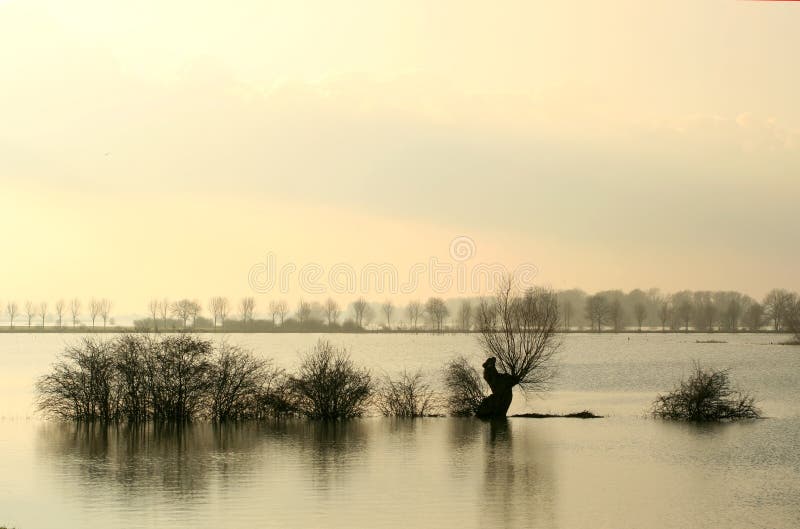 Drowned Trees in Dutch Fore-lands Stock Photo - Image of dutch, damage ...