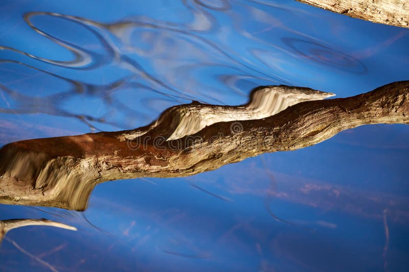 Drowned Wood in Water stock image. Image of life, river - 145141157