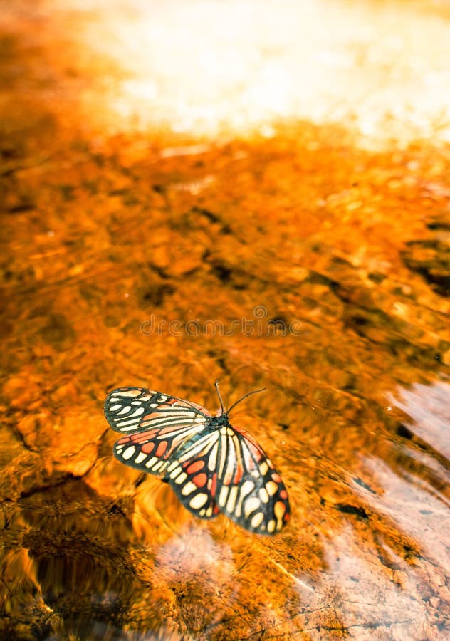 A drowning butterfly stock image. Image of sunlight - 253464887