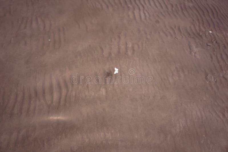 Drowning Butterfly Stock Photos - Free & Royalty-Free Stock Photos from ...