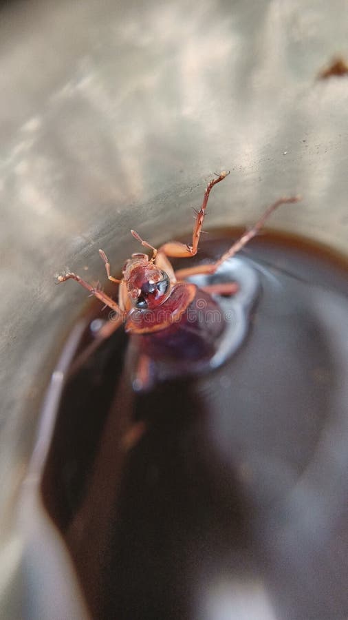 Drowning Cockroach& X27;s Struggle in the Cup of Coffee Stock Photo ...