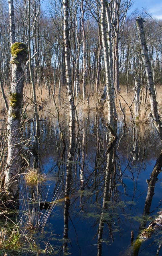 Drowning forest stock image. Image of reflection, moorgrass - 140412755