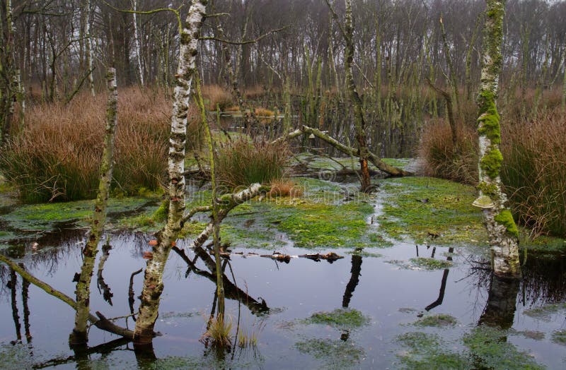 Drowning forest stock photo. Image of reflected, swamp - 204666130