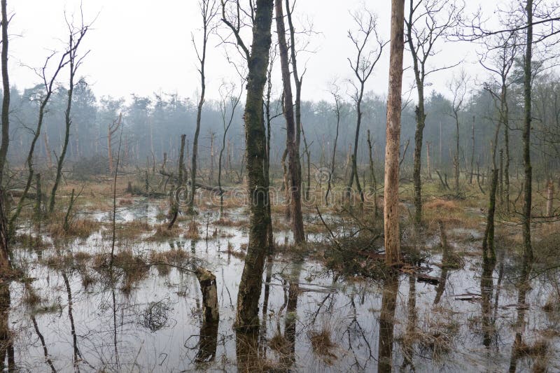 Drowning forest stock photo. Image of mysterious, wetland - 313371494