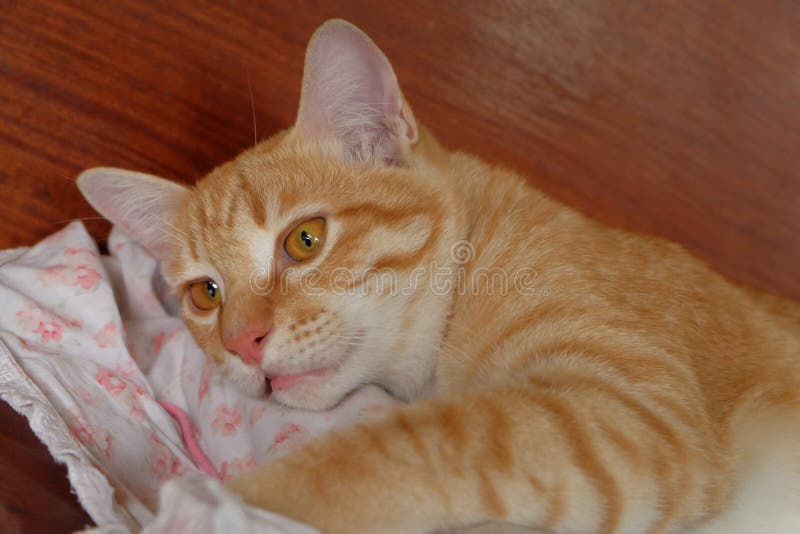 Drowsy cat stock image. Image of light, face, close, sleep - 50768215