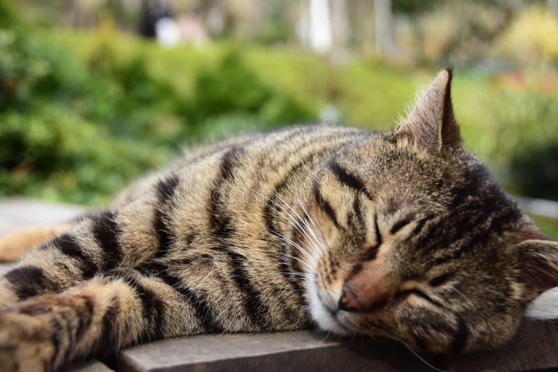 Drowsy Ccute Cat Portrait stock image. Image of cats - 141629759