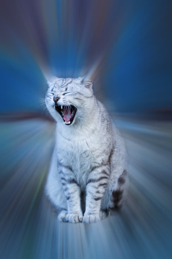 Drowsy gray cat stock photo. Image of flaccidity, kitty - 91358330