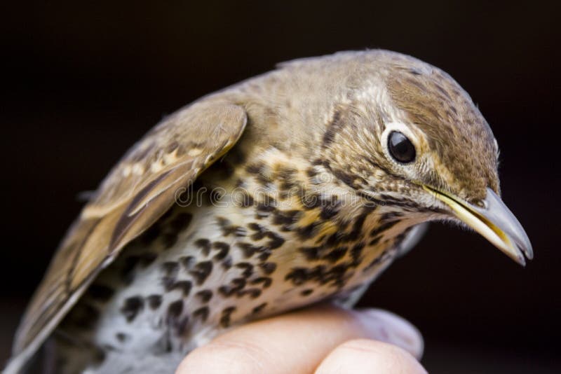 Drozd Zdjęcia Stock - Pobierz 9,652 Zdjęcia Royalty Free