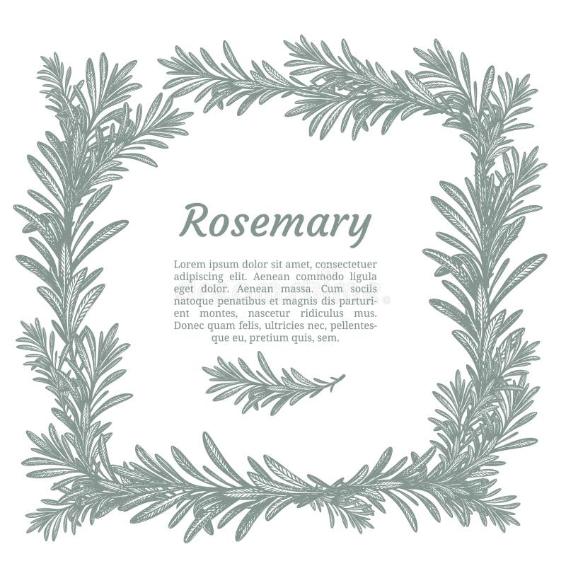 Sprig of Rosemary. Design Template. Vector Illustration. Retro Style ...