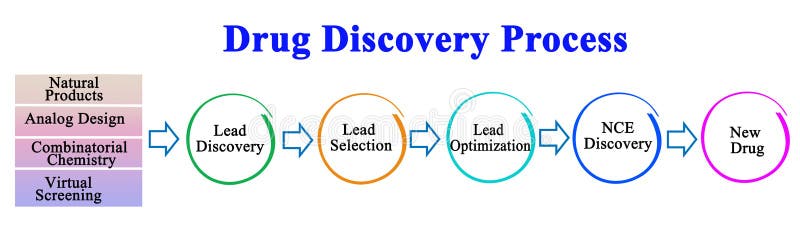 Stages Of Drug Development