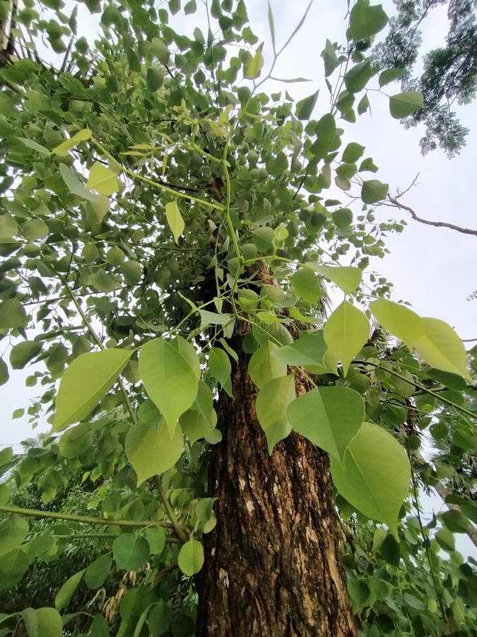 Drug tree in bangladesh stock image. Image of jungle - 198302701
