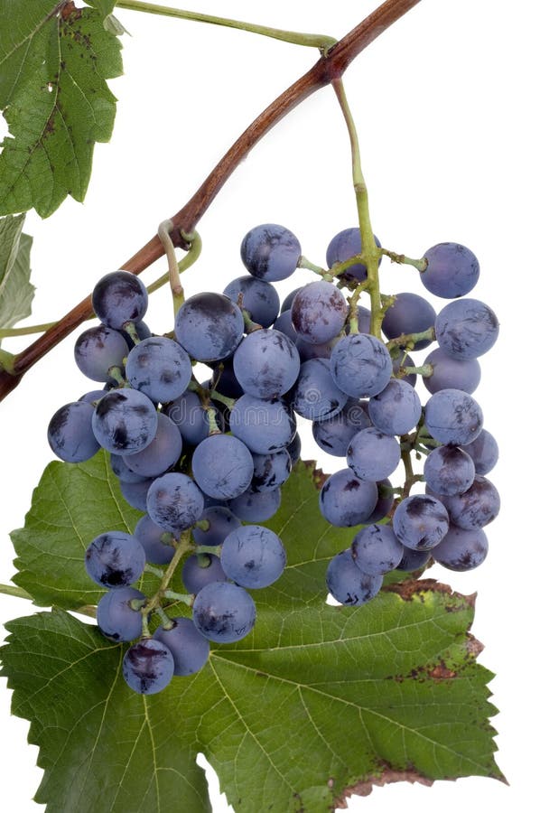 Druif stock foto. Image of tuin, zoet, schoonheid, wijngaard - 10931764