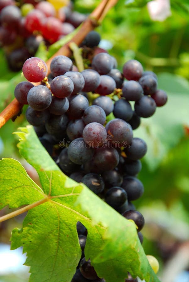 Druif stock afbeelding. Image of vitamine, wijnstok, kabelnet - 15777025