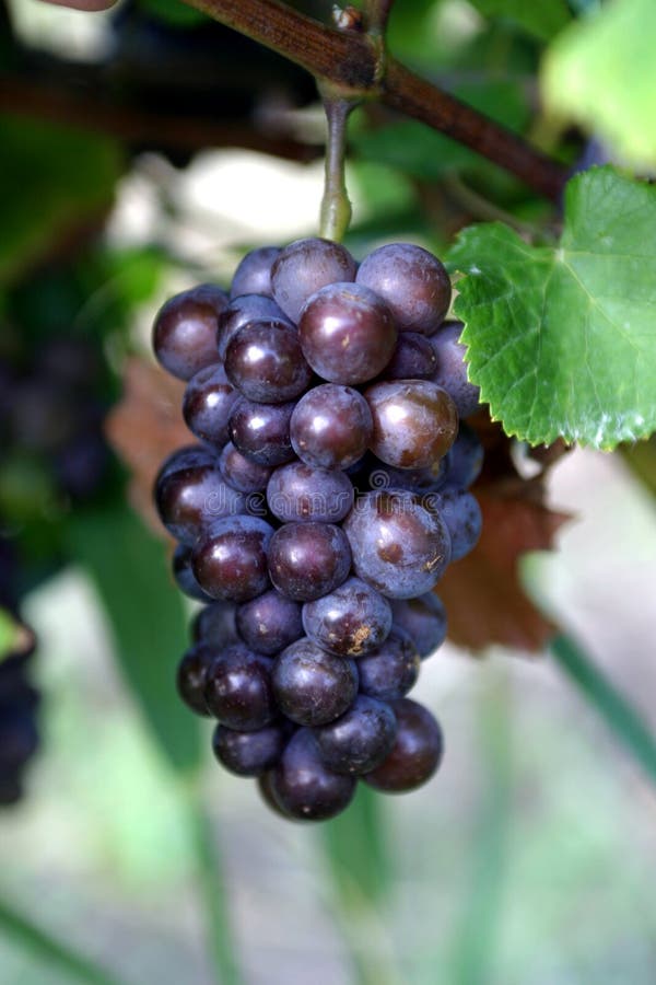 Druif stock foto. Image of voedsel, versheid, naughty - 24416570