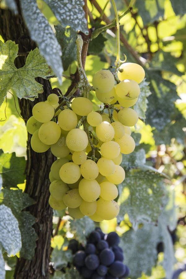 Druif stock foto. Image of seizoen, wijnstok, wijn, toscaan - 44605454