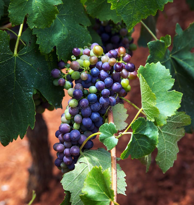Rijen Van Wijnstok Met Een Bewolkte Hemel Stock Afbeelding - Image of ...