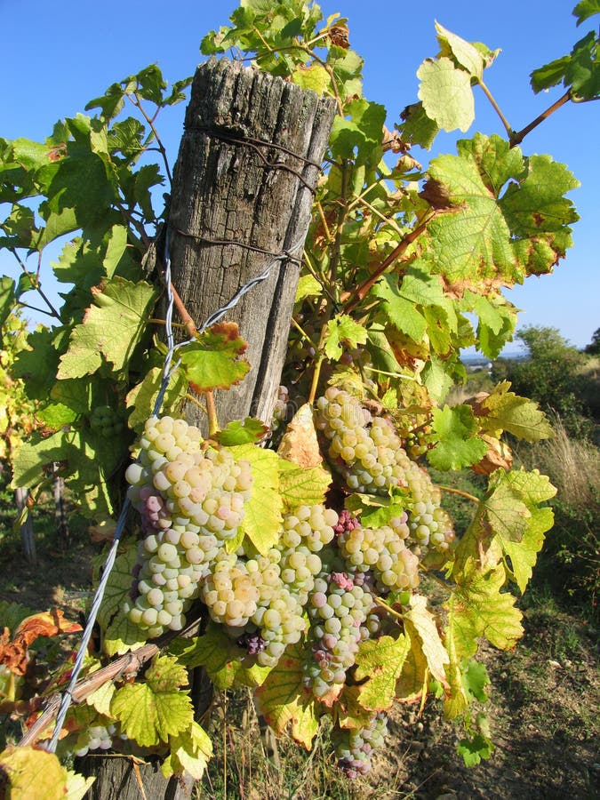 Wijnbblad stock afbeelding. Image of wijnstok, druif, achtergrond - 312607