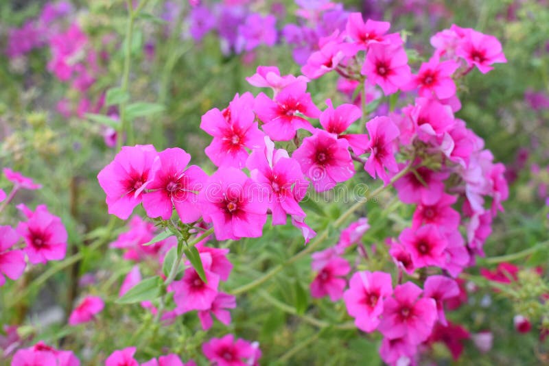 Phlox Annuel De Scintillement (drummondii De Phlox) Image stock - Image ...