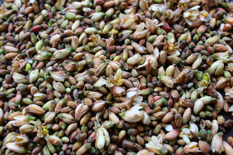 Swanjana Stock Photos - Free & Royalty-Free Stock Photos from Dreamstime