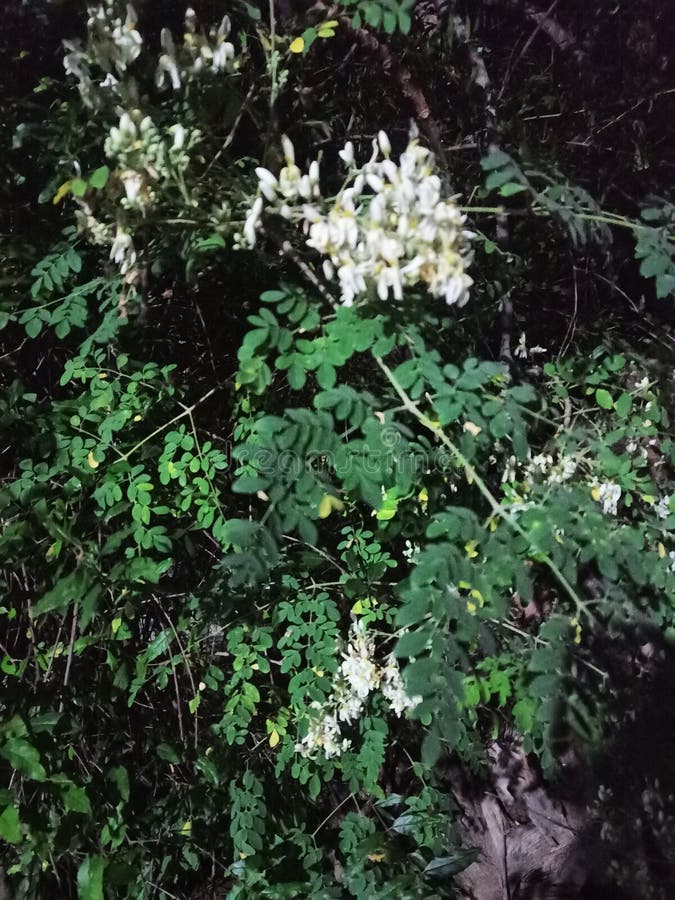 Drumstick pod tree flower. stock photo. Image of plant - 206591534