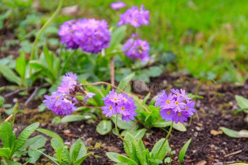 Drumstick Primula (Primula Denticulata) on Flowerbed in the Garden ...