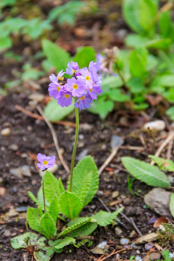 Drumstick Primula (Primula Denticulata) on a Flowerbed in Garden Stock ...