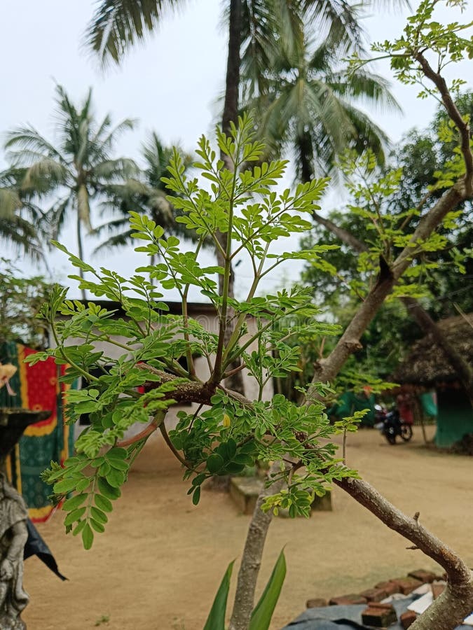 Drumstick tree new growth stock photo. Image of lease - 332879432