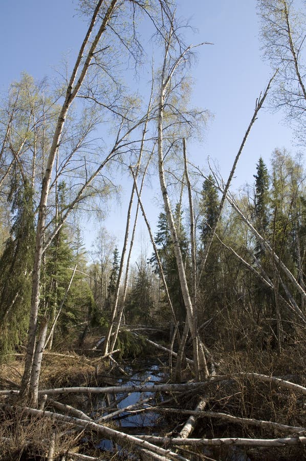 Drunken Trees stock photo. Image of global, trees, change - 42253814