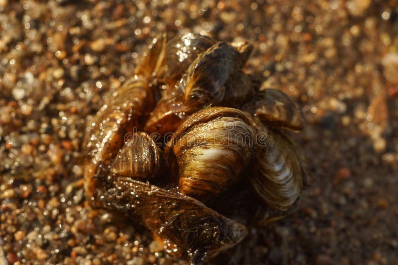 Druse (cluster) of Dreissena Polymorpha Shells Stock Photo - Image of ...