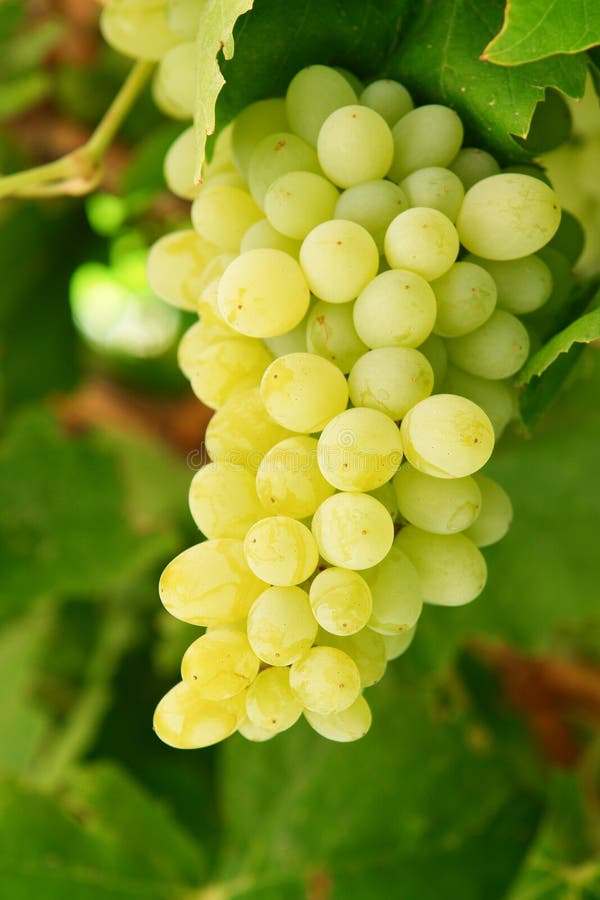 Vit druva fotografering för bildbyråer. Bild av vitt - 27410547