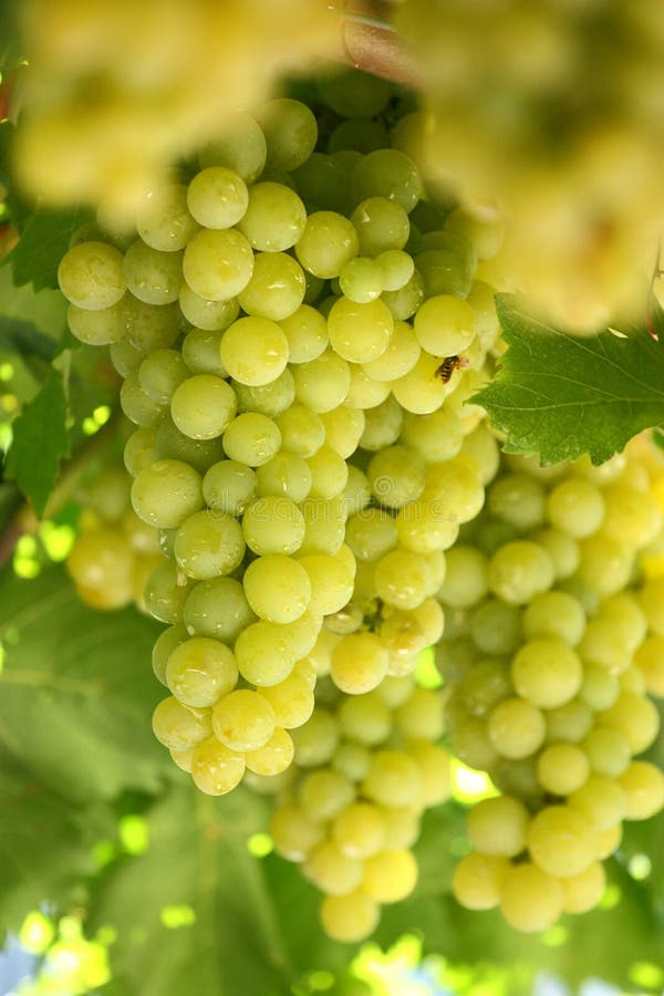 Ripening grön druva fotografering för bildbyråer. Bild av höst - 26446345