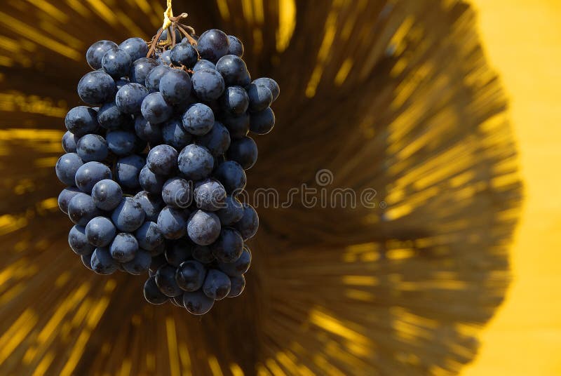 Druva fotografering för bildbyråer. Bild av purpurt, hänga - 3347643