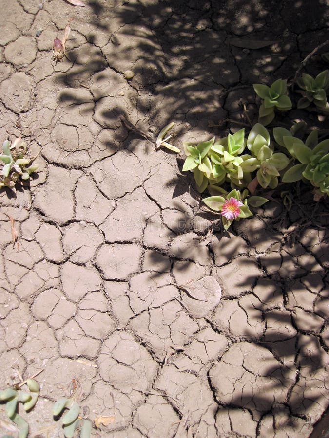 Dry stock image. Image of surface, wasteland, crack, green - 13001827