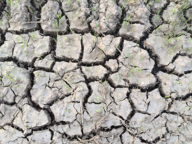 Dry stock image. Image of farm, rice, clay, thai, broken - 55792731