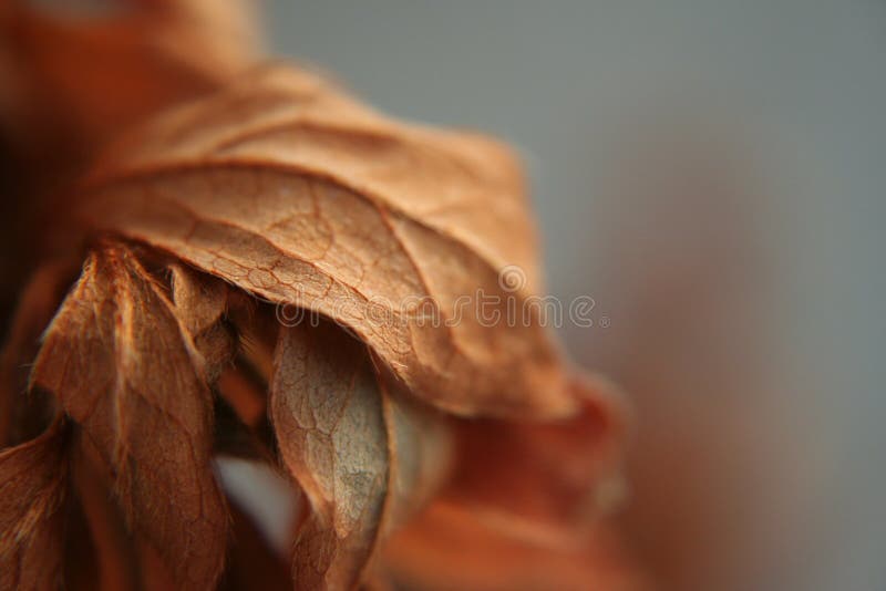 Dry stock image. Image of fall, veins, garden, leaves, flower - 608943