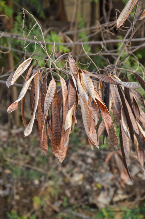 Earleaf Acacia Tree And Malaysia Sal Tree In Jungle Stock Photo - Image ...